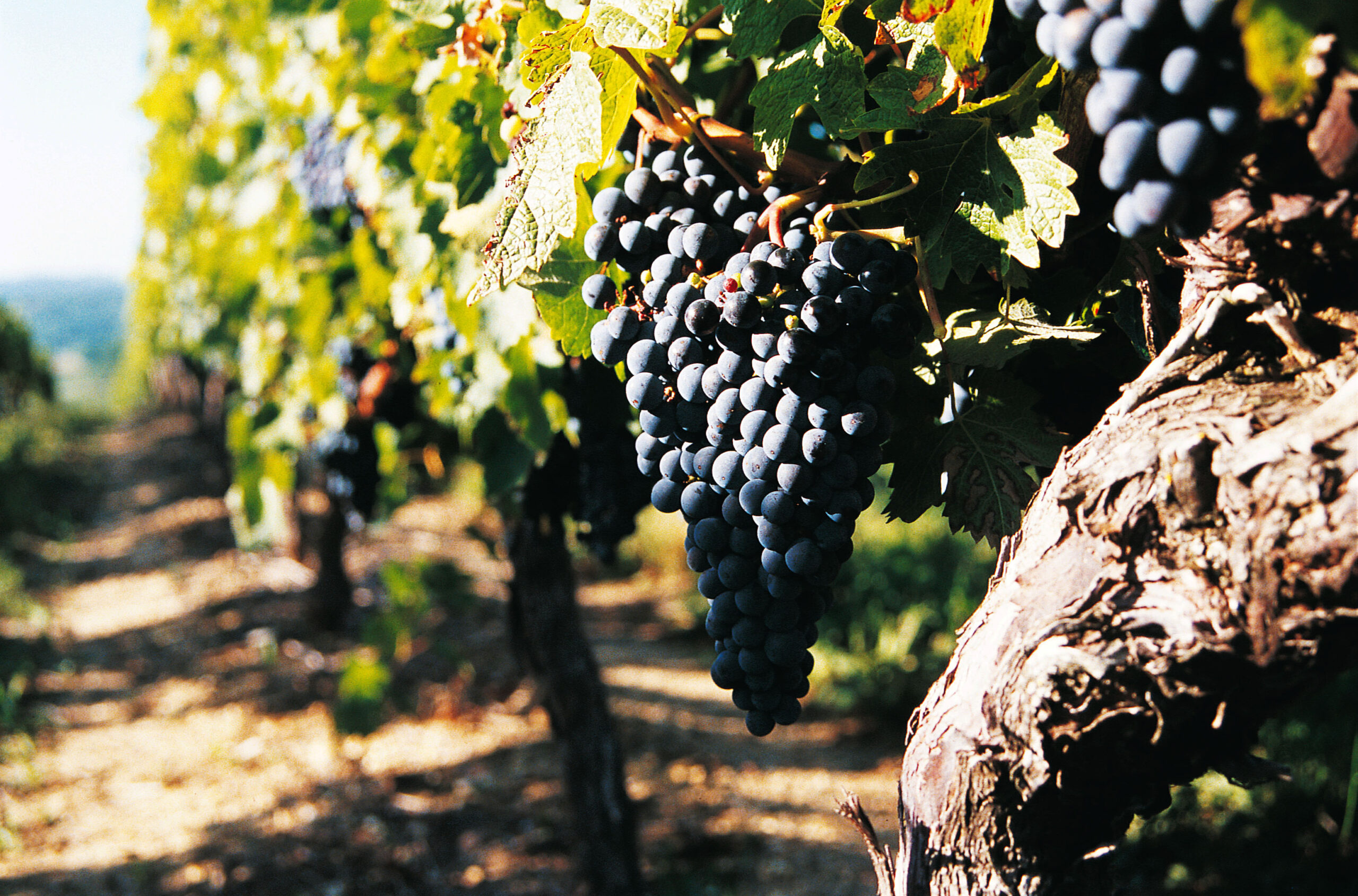 DIE SEELE DES BORDEAUX-WEINS ENTDECKEN - ZEITBLATT